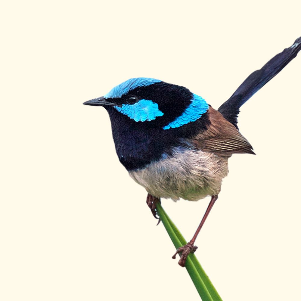 Contact – Curtin Radio